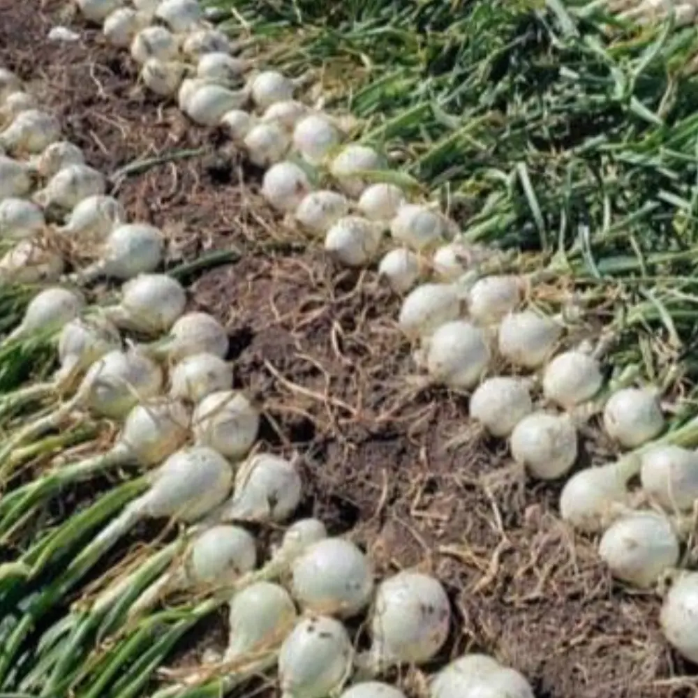 Alitron Plus – Mejorador de Suelos