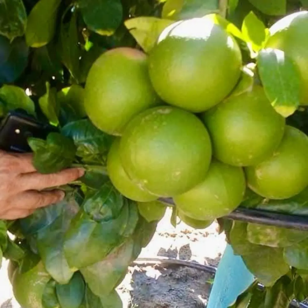 Alitron Plus – Mejorador de Suelos