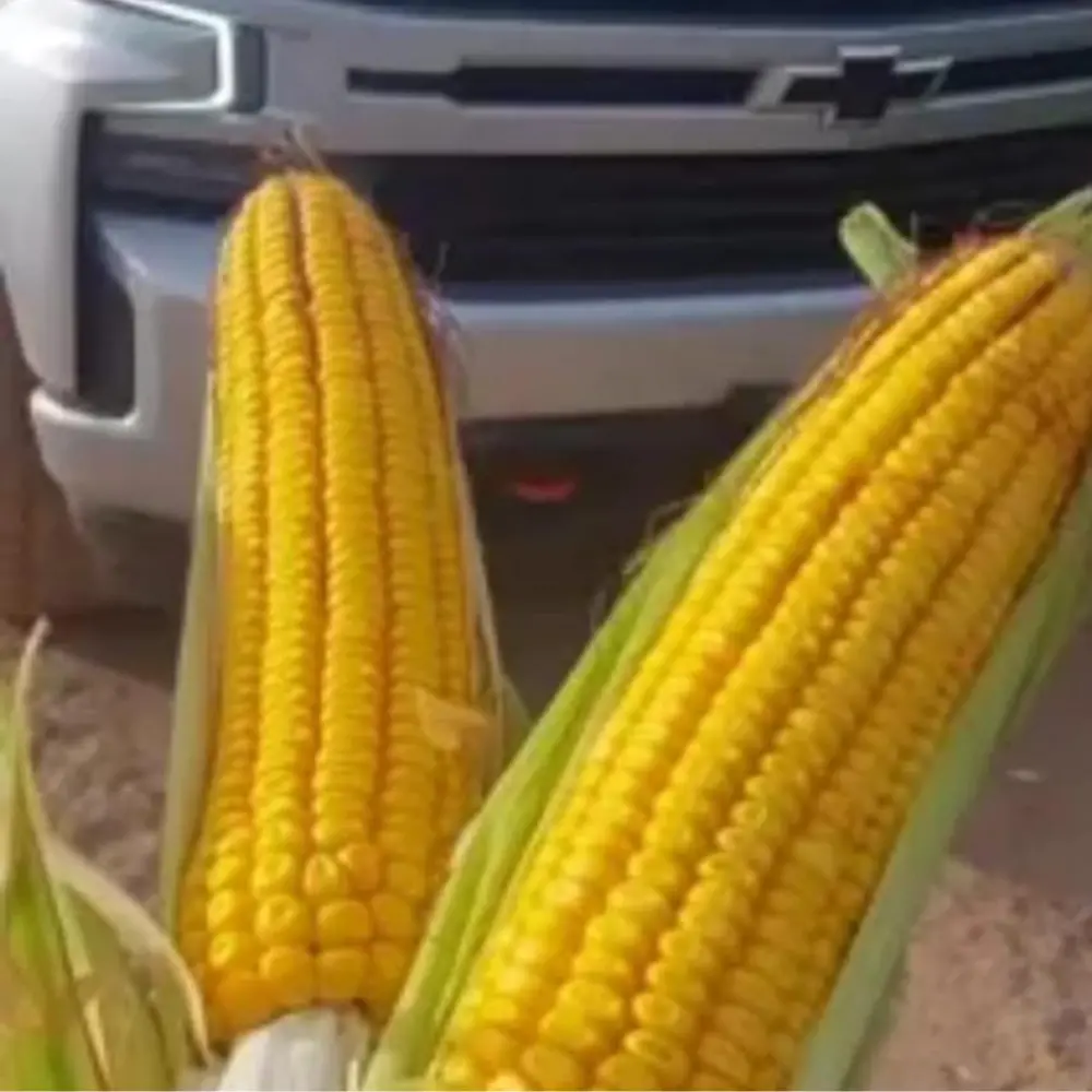 Alitron Plus – Mejorador de Suelos