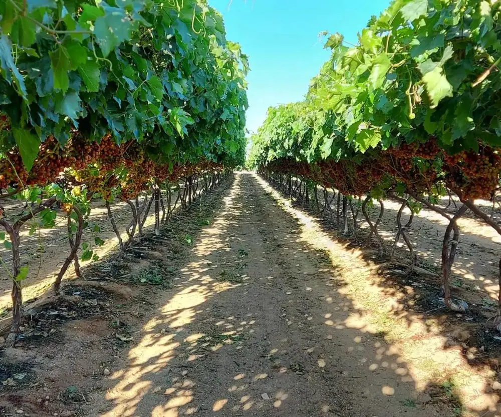 Alitron Plus – Mejorador de Suelos